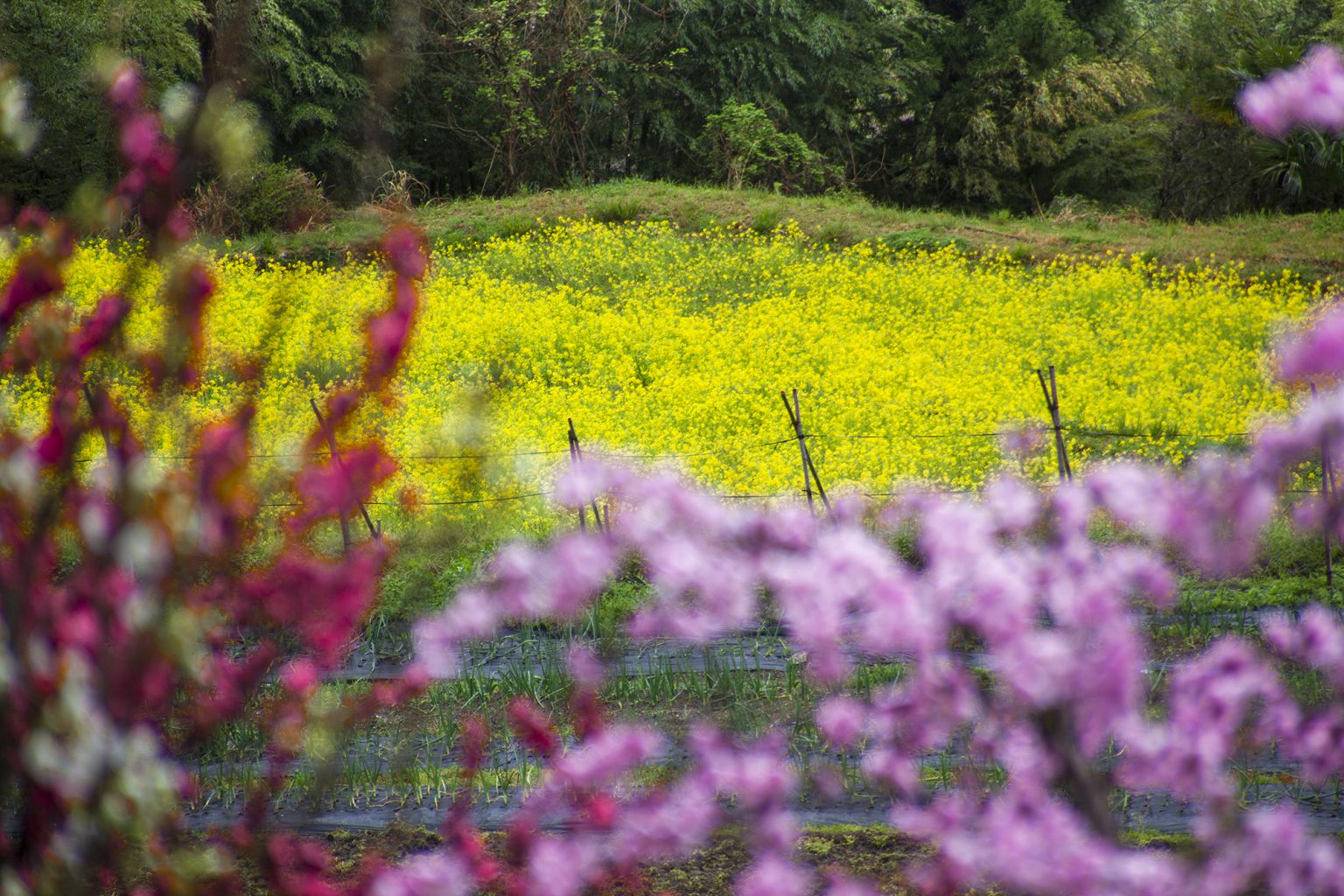 夢来里 - WOW!OTOYO｜大豊町観光ガイド