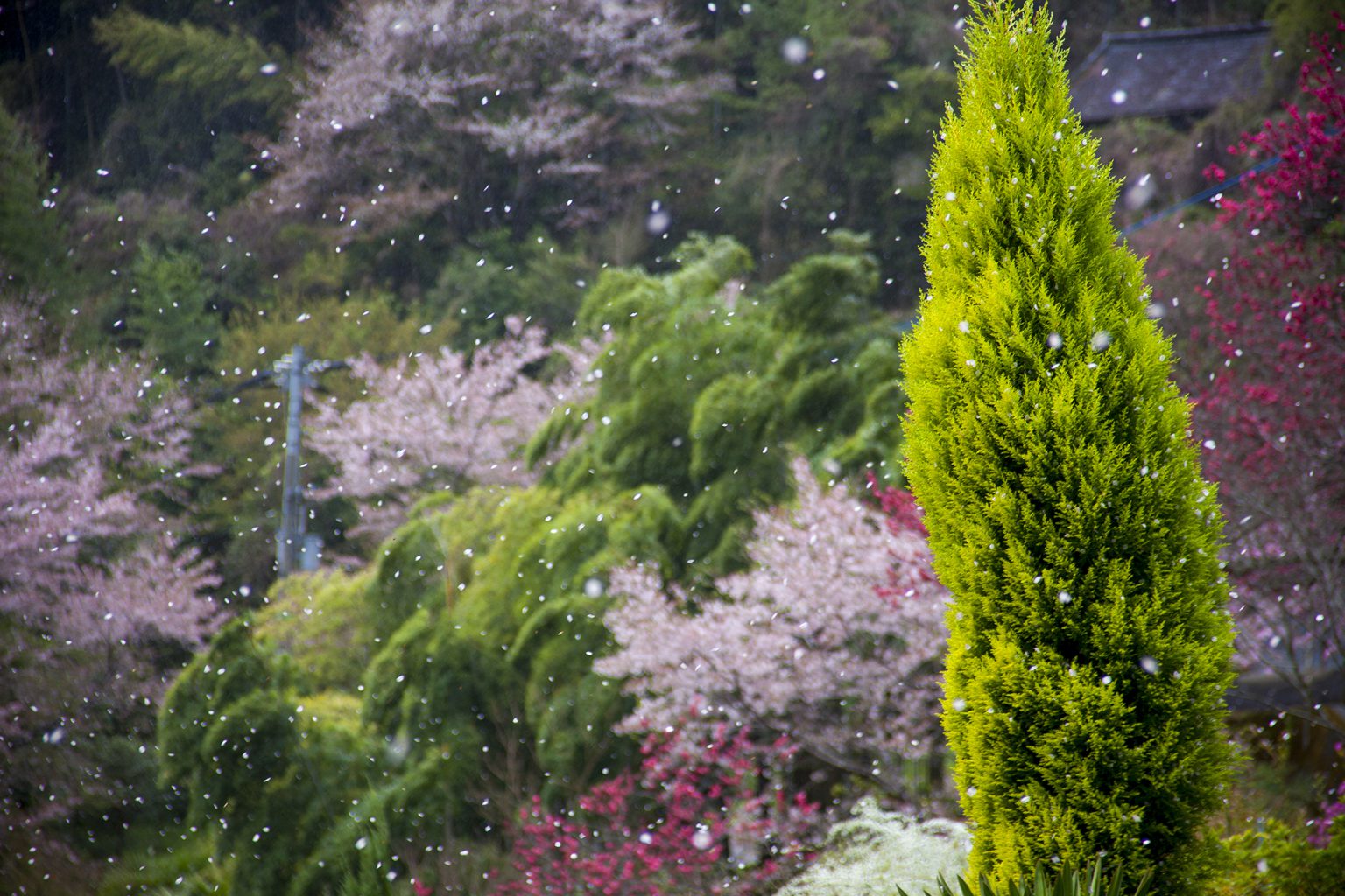 夢来里 - WOW!OTOYO｜大豊町観光ガイド